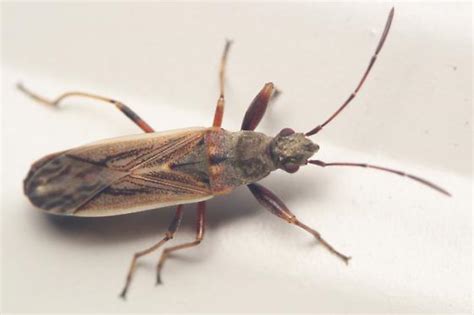 Neopamera Paromius Longulus Bugguide Net