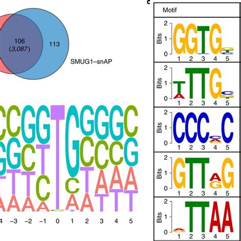 Sequencing Abasic Sites In Dna At Single Nucleotide Resolution Request Pdf