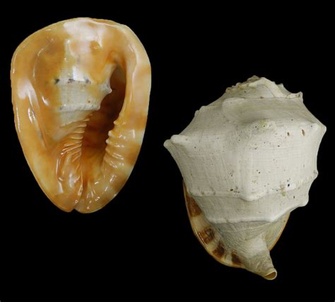Cassis Cornuta Horned Helmet Archives Malacology