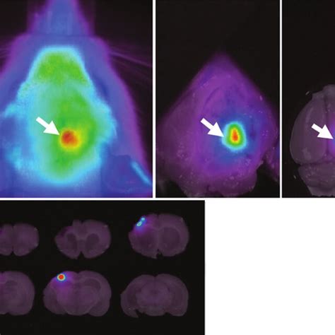 A Near Infrared Fluorescence Bioimaging Enables Us To Directly Download Scientific Diagram