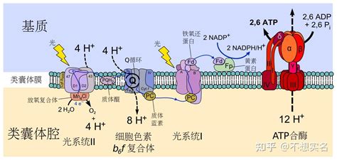植物光合作用的全过程是什么样的？ 知乎