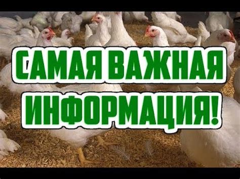 Выращивание бройлеров / Затраты корма на одну голову при выращивании ...