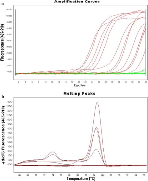 Amplification And Melt Curves Obtained From The Light Cycler 480 Ii Download Scientific Diagram