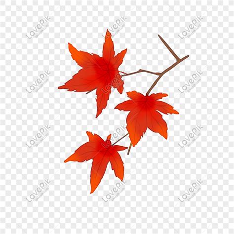 손으로 그려진 된 단풍 나무 그림 Png 일러스트 무료 다운로드 Lovepik