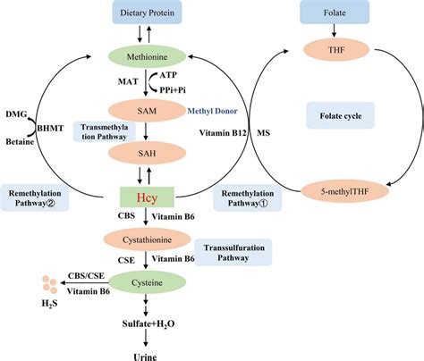 Homocysteine Metabolism Mat Methionine Adenosyltransferase Sam