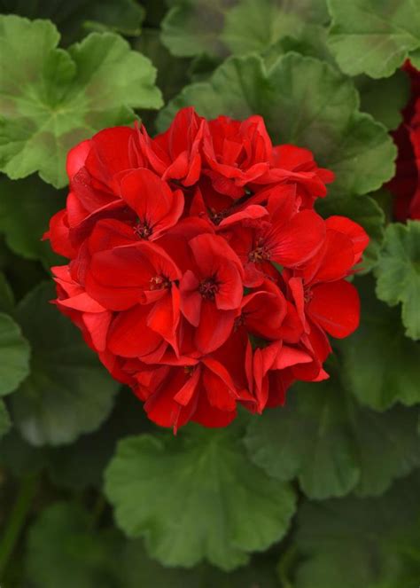 Pelargonium X Hortorum Galaxy™ Zonal Geranium Garden Center Marketing