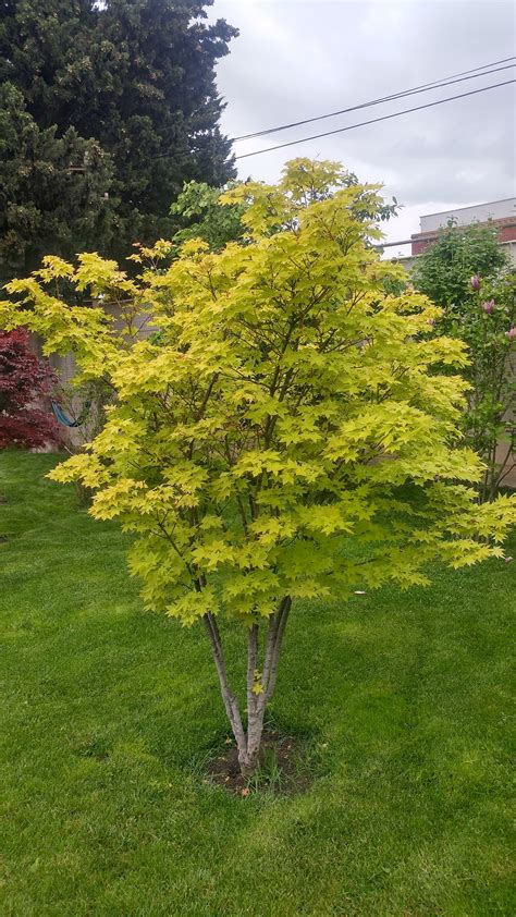 თემურ გურეშიძე ბაღის დიზაინი Garden Design By Temur Gureshidze Home Facebook