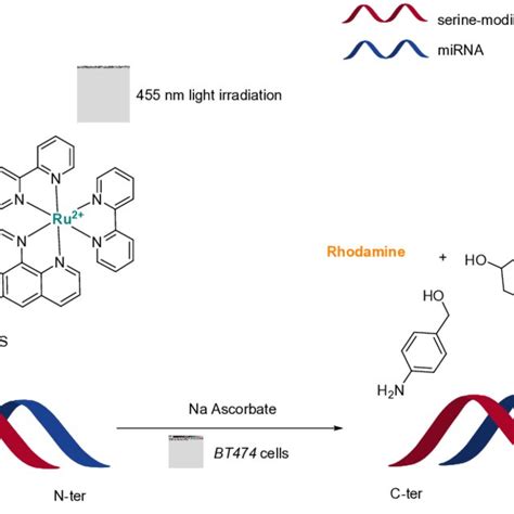 Graphical Plot Of Azi M Polynomial Of Magnesium Iodide Graph Download Scientific Diagram
