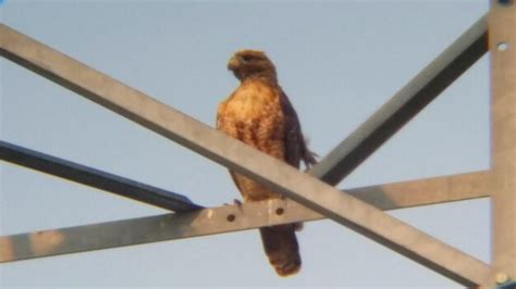 Premium Photo Low Angle View Of Cat