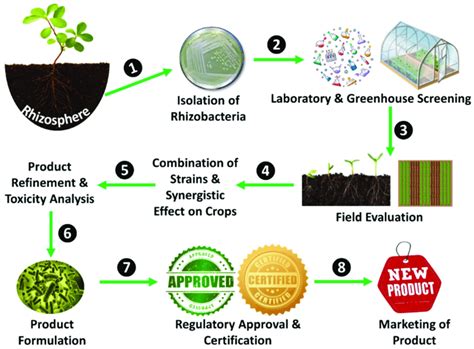 A Roadmap For Commercializing Pgpr Based Biofertilizers Download