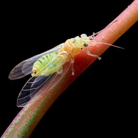 Psyllids What Are They And How To Get Rid Of Them