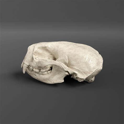 Sea Otter Skull Replica Museum Quality Anyskull