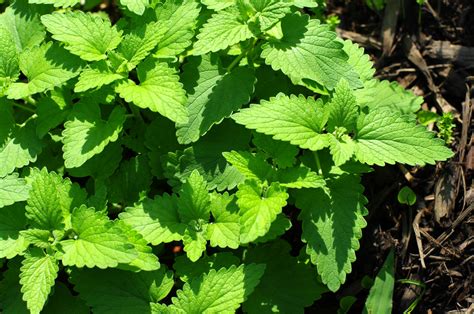 demystifying wild catnip a complete guide to identifying this minty