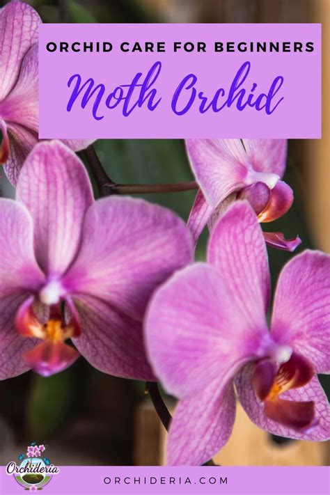 Moth Orchid Care Complete Guide For Beginners Orchid Care Orchid