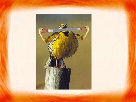 BINOMIAL NOMENKLATUR Ppt PPT