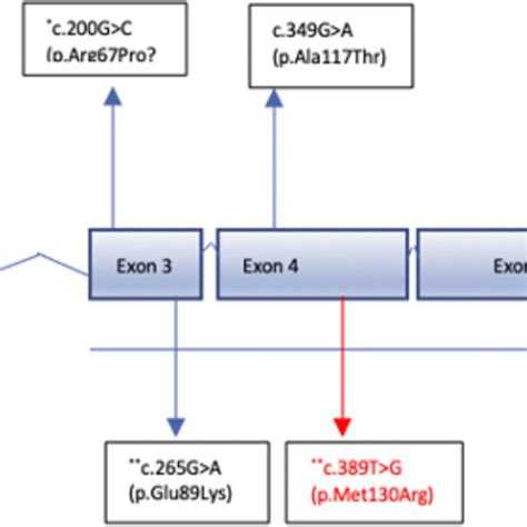 The Schematic Representation Of Patients Variants Shown In 2 Download Scientific Diagram