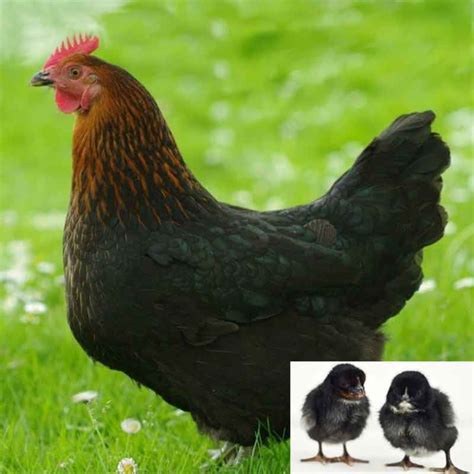 Black Sex Link Bear River Valley Co Op