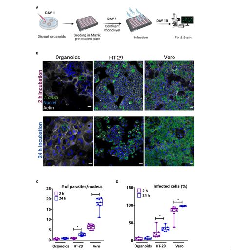 Apical Organoid And Cell Line Infection By T Cruzi A Schematic