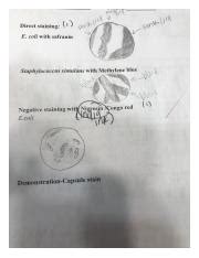 Lab Report 3 Direct And Negative Staining Of Bacteria Ping Red Direct Staining 1 Pink
