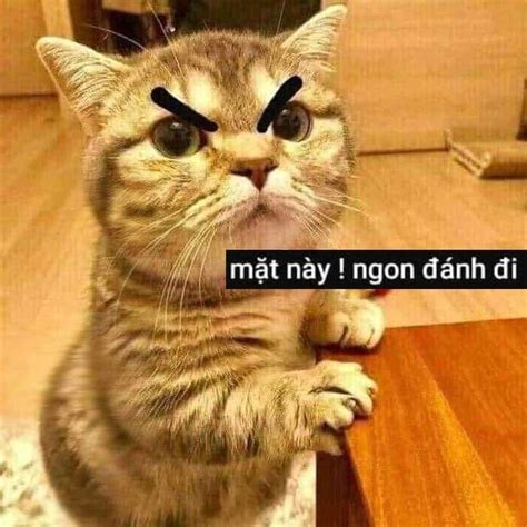 Meme Mèo Đánh Nhau Bựa 39 Hình Chế Hài Hước Nhất