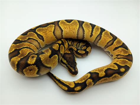 enchi ringer gene 66 het pied ball python by mighty morpher reptiles morphmarket