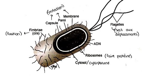 Chapitre 2 Cellule Procaryote Diagram Quizlet