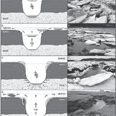 Pdf Water And Sediment Dynamics Through The Wetlands And Coastal Water Bodies Of Large River