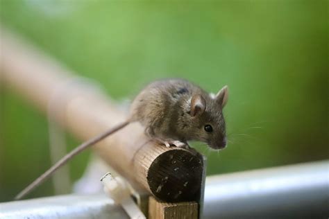 Wood Mouse Long Tailed Free Photo On Pixabay