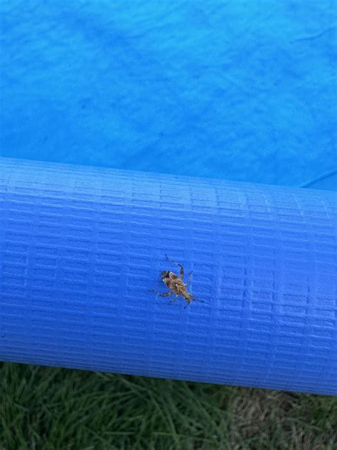 Anyone Know What This Is R Whatbugisthis