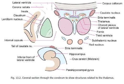 The Lentiform Nucleus