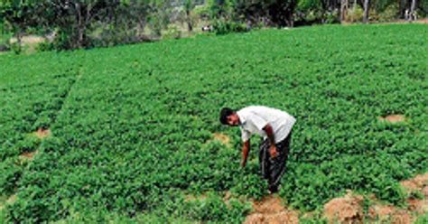 Coriander Brings Relief To Drought Hit Farmers