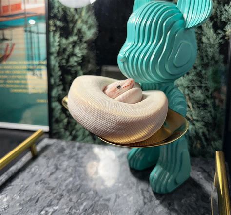 마린렙타일 개봉점 7 000가지 이상의 다양한 모프 쉬운 사육 순한 성격으로 전세계적으로 큰