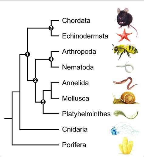 Ssc Question Phylogenetic Tree Vertebrates And Invertebrates Slow