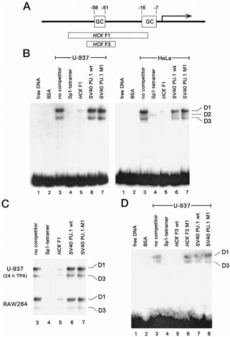 Point Mutations Within The Gc Rich Elements Significantly Reduces Hck