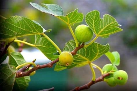 How To Grow Fig Trees In Containers Urban Garden Gal How To Grow Fig Trees In Containers Urban Garden Gal