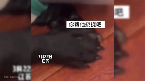 狗子得了脚气主人给它上药戴头套不让舔只好不停地搓手手