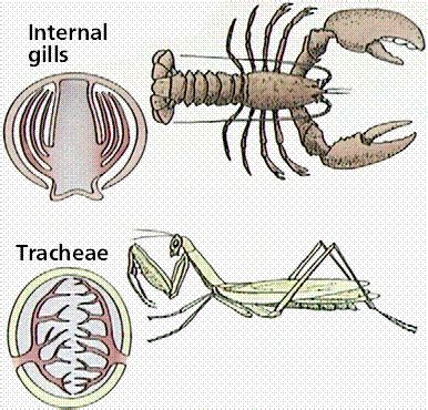 Respiratory System