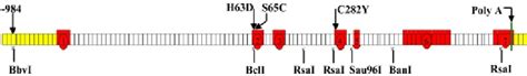 Hfe Gene Structure Is Showing The Location Of The Polymorphic Sites Download Scientific Diagram