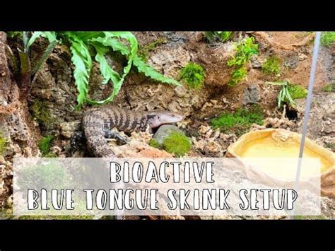 Setting Up A Bioactive Blue Tongue Skink Enclosure Diy Reptile