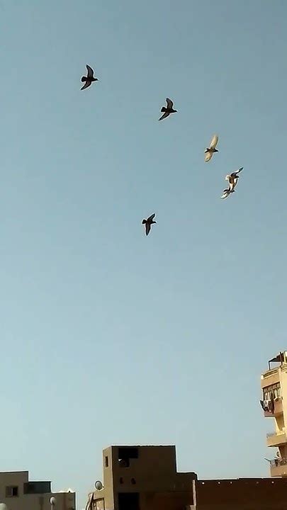 بابا هو ويفتح علي الحمام🕊️🕊️ Youtube