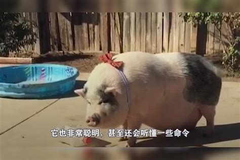 一头猪和条狗一起生活，结果被成功带偏，行为举止都像狗