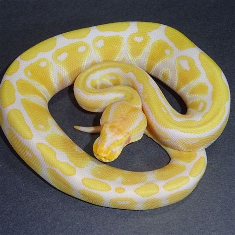 Albino Yellow Belly Ball Python Hatchling