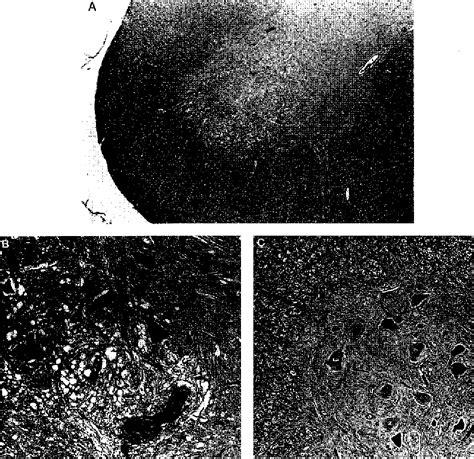 Table 1 From Comparative Toxicity Of Selenium From Seleno DL Methionine Sodium Selenate And