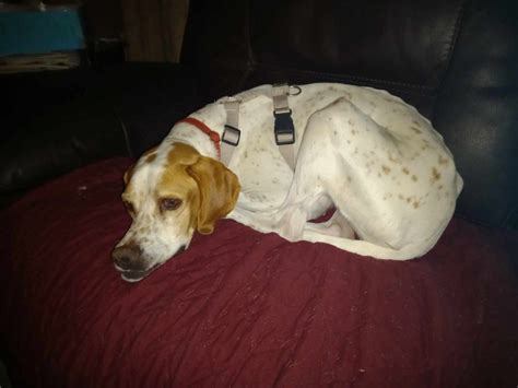 Luna Pointer Rescue Service