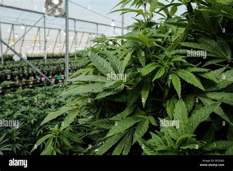 Greenhouse agriculture israeli hi-res stock photography and images - Alamy
