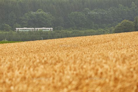 小麦畑と富良野線の列車の写真素材 FYI08123749 ストックフォトの Qlean Marketキュリンマーケット
