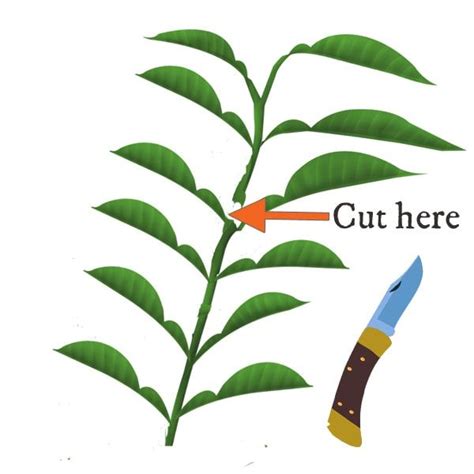 Growing Softwood Cuttings A Simple Step By Step Guide Plant Cuttings Starting Seeds Indoors