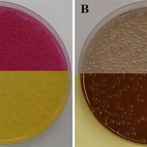 Difference In Plate Counts Expressed In Log Cfuml Between E Coli Download Scientific