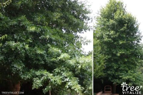 6 Trees For Wet Areas Damp Soil Types 6 Trees For Wet Areas Damp Soil Types