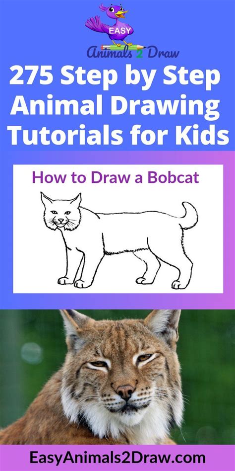 How To Draw A Bobcat Step By Step Artofit
